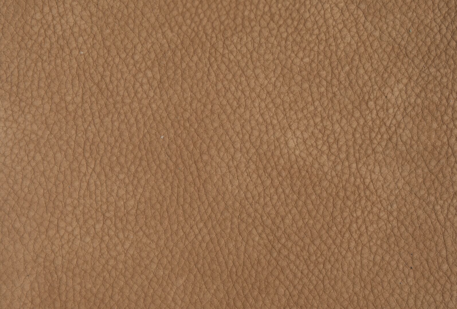 Nabuck Camel | Baxter