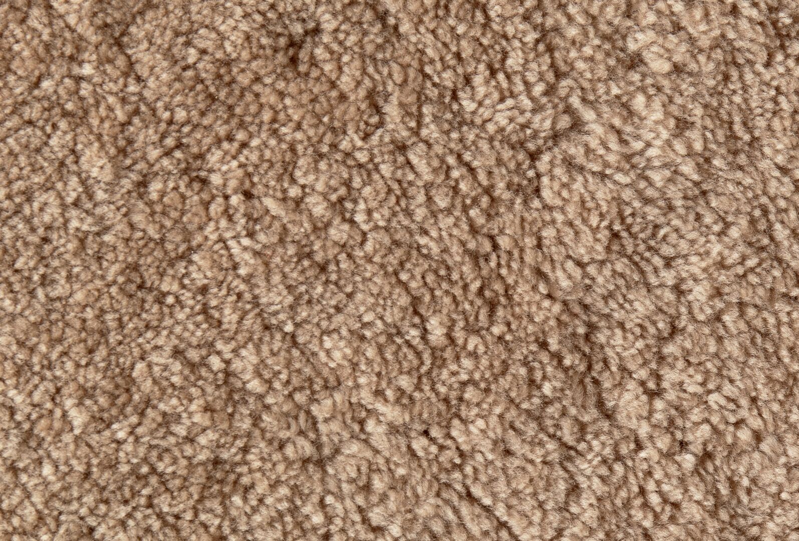 Montone Biscotto | Baxter