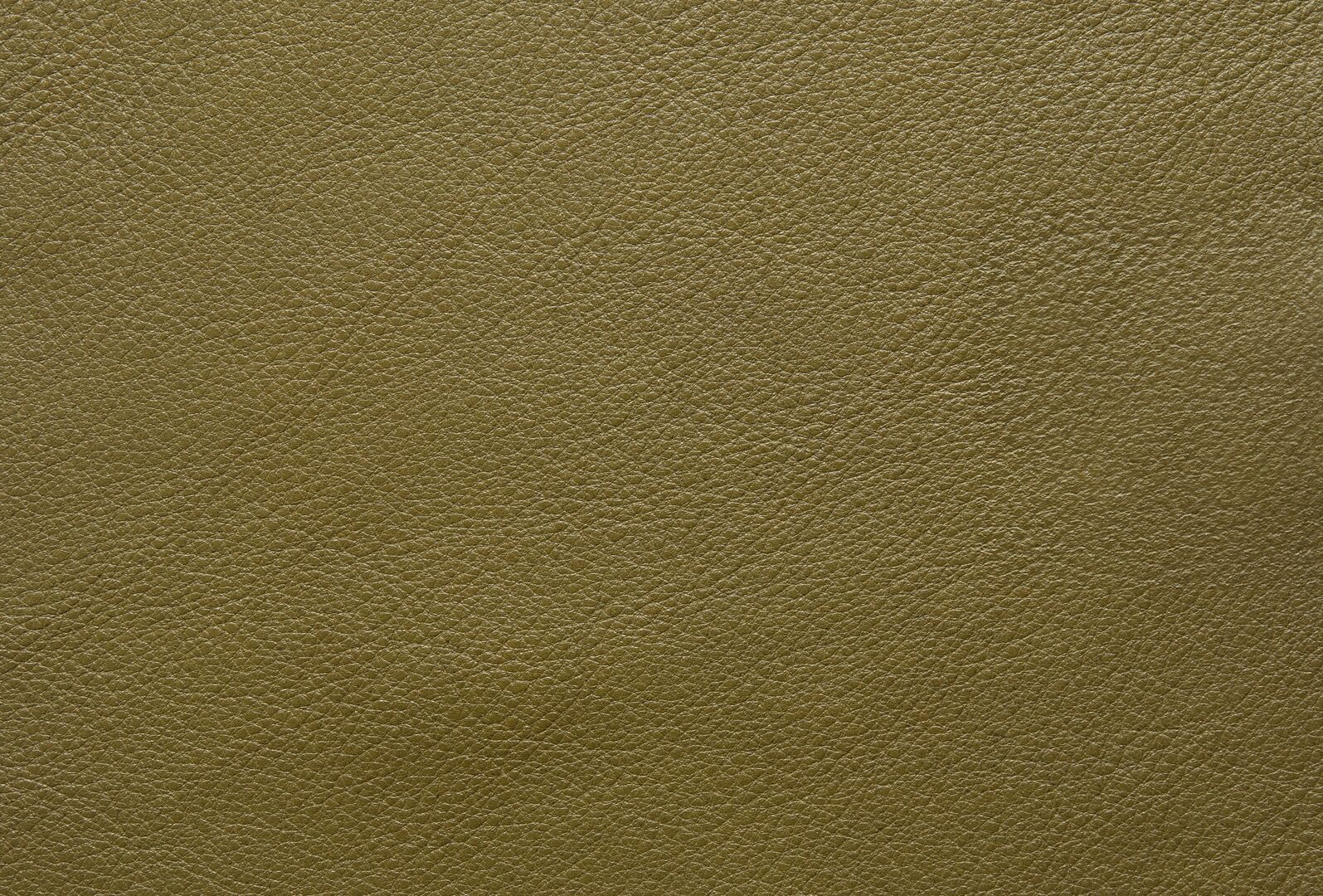 Polish Turtle | Baxter